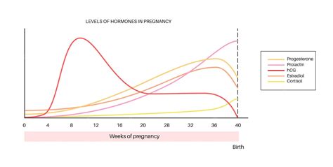 Premium Vector Levels Of Hormones In Pregnancy Hcg Prolactin Cortisol