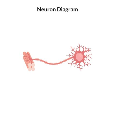 인체 장기 벡터 일러스트 레이 션 프리미엄 벡터