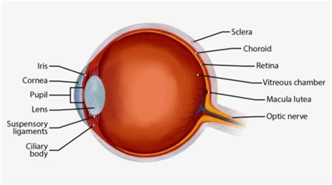 Main Parts Of Eye Hd Png Download Kindpng