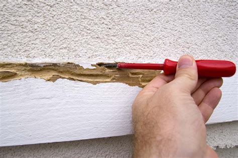 Termite Wdi Reports For Your Austin Central Texas And Houston