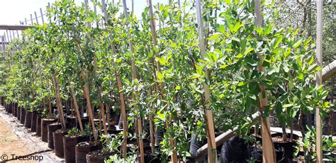 Buy Silver Cluster Leaf Koop Vaalboom Terminalia Sericea Treeshop