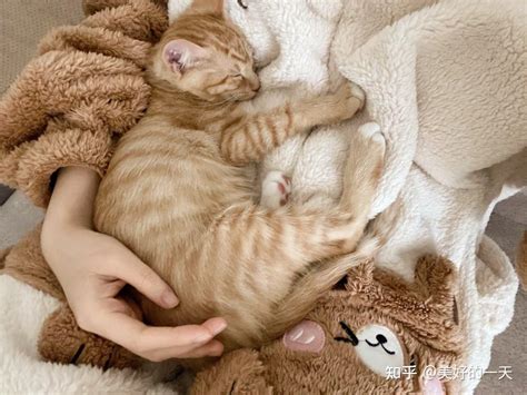 为什么猫喜欢 趴在人身上”？原因有这6个 知乎