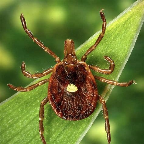 Tick Id Alpha Gal Information