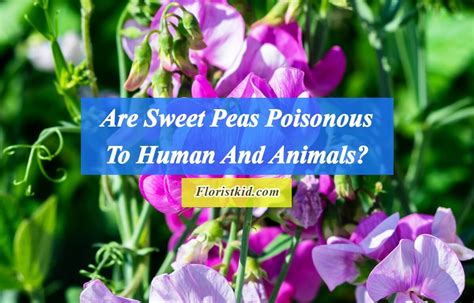 Are Sweet Pea Pods Poisonous
