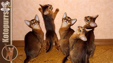 Смешные абиссинские котята играют и прыгают [kotopurrs] - YouTube