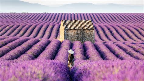 Lavender Fields Of The Provence France 4k Stock Youtube