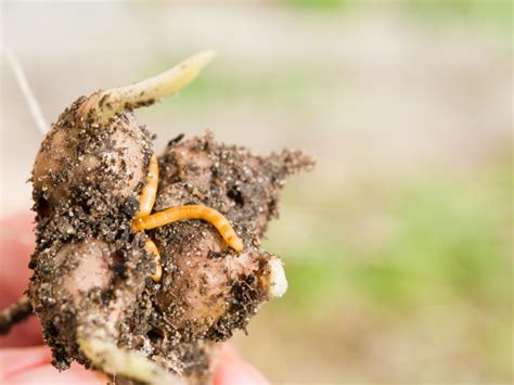 What Kills Wireworms