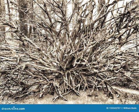 Ancient Cedar Root System Stock Image Image Of Root 155543707