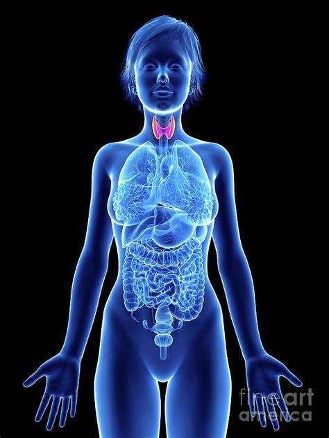 Illustration Of A Womans Thyroid Glands Photograph By Sebastian