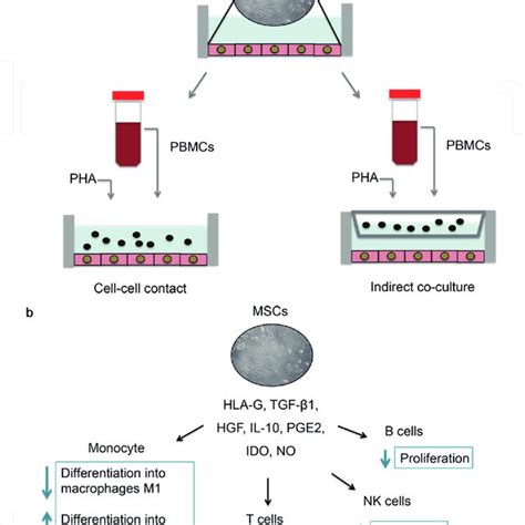 Msc Immunomodulation A Schematic Description Of The Immunomodulatory