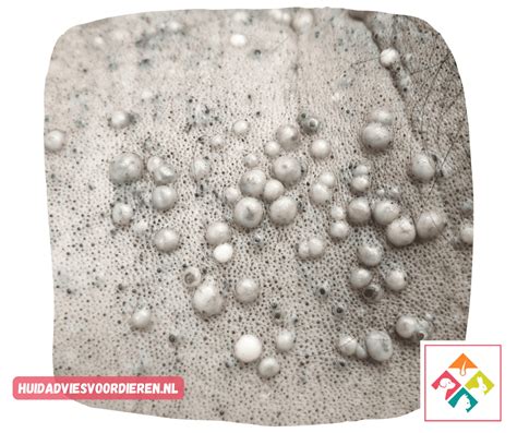 Mee Eters Bij De Hond En Kat Huidadvies Voor Dieren