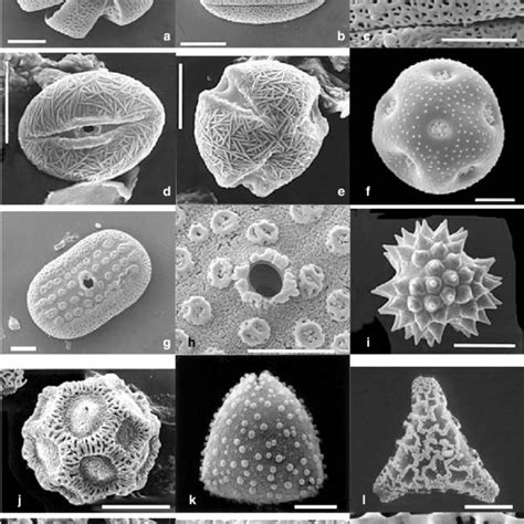 1 Summary Of Pollen Dispersal Methods Expected Levels Of Pollen