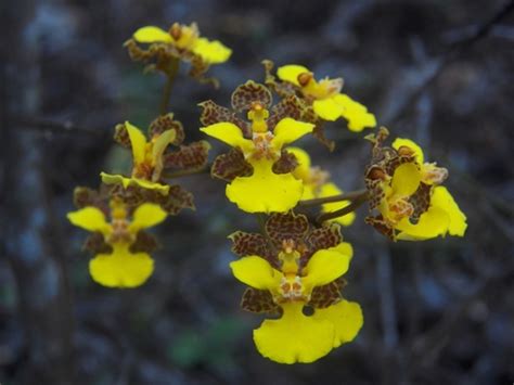 Chorizo Con Huevo Trichocentrum Brachyphyllum