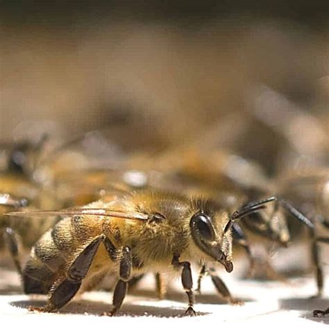 What Are Best Types Of Honey Bees Carolina Honeybees