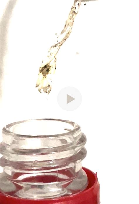 Tape Worm Rwhatbugisthis