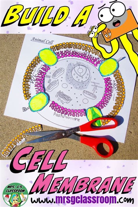 Cell Membrane Cell Membrane Cell Hands On Activities