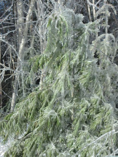 Icy Pine Sappling By Starzlight6669 On Deviantart