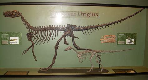 Voay Robustus The Extinct Horned Crocodile Of Madagascar R Paleontology