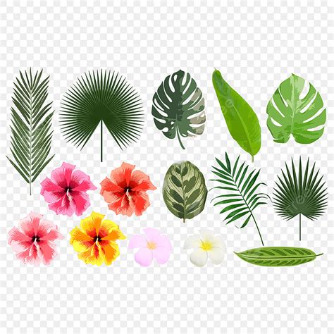 Tropical Leaves Flower Vector Best Flower Site