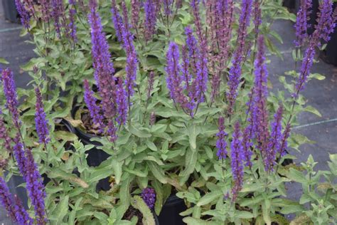 A Detailed Look At Perennial Salvias Greenhouse Grower