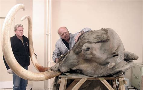 Woolly Mammoth Sightings Scientists Finally Solve The Mystery Of