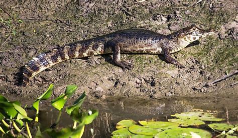 How Many Species Of Caimans Are There