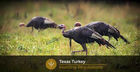 Texas Turkey Hunting Regulations Las Huellas