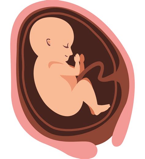Nacimiento Png Para Descargar Gratis