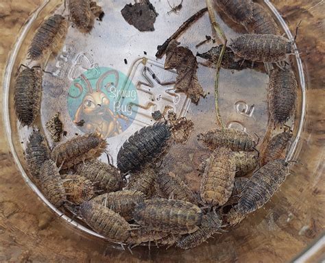 Beginner Friendly Isopods