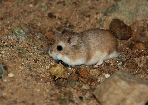Roborovski Hamster In Its Natural Habitat Northern Gobi 1 Photograph
