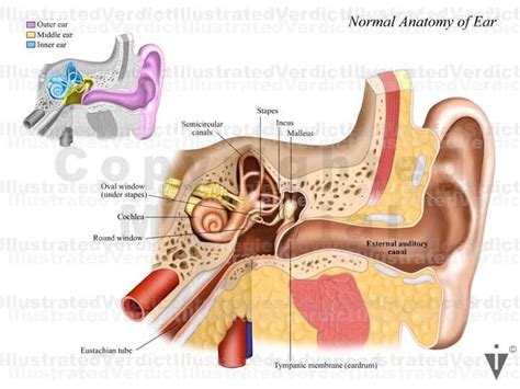 Stock Ear Normal Anatomy — Illustrated Verdict