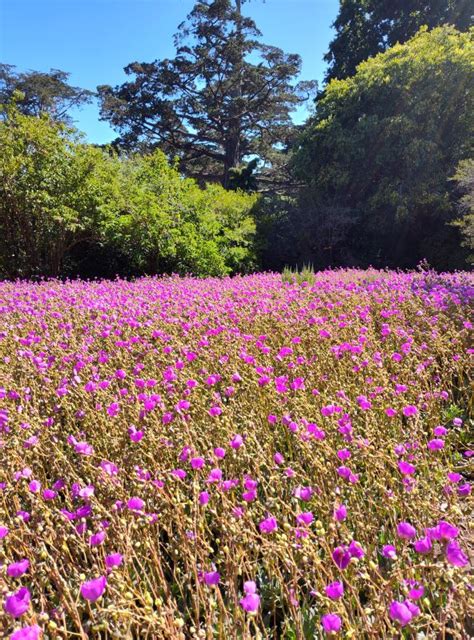 San Francisco Botanical Garden Visit California And Beyond