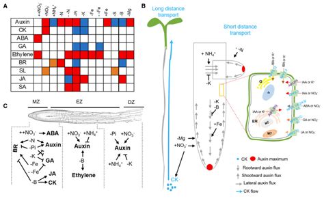 Nutrient Induced Phytohormone Signaling Regulates Root Plasticity