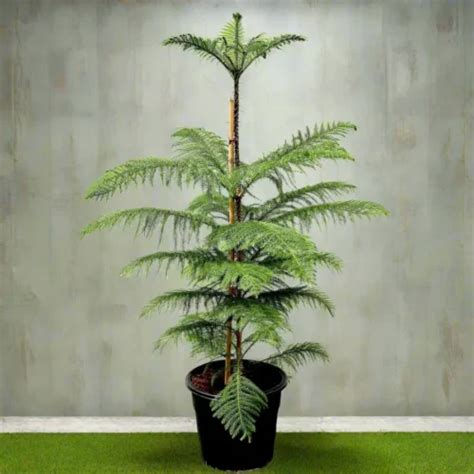 Araucaria Heterophylla Indoor Norfolk Island Pine Hadiqa Tul Arab