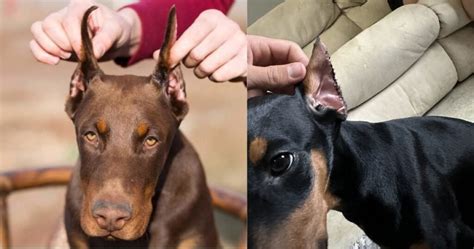 Doberman Ear Cropping Everything You Need To Know