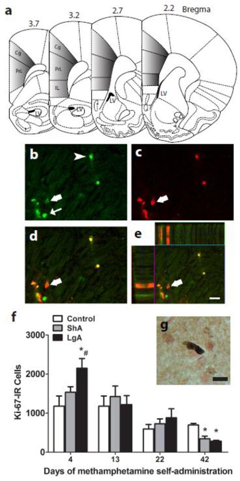 Figure 1 From Methamphetamine Affects Cell Proliferation In The Medial Prefrontal Cortex A New