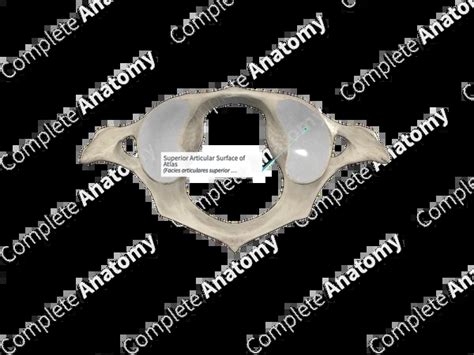 Superior Articular Surface Of Atlas Complete Anatomy