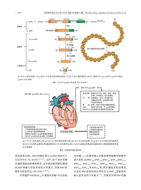 B型利钠肽及n末端b型利钠肽前体实验室检测与临床应用中国专家共识2022（无水印）心脑血管系列学术分享新闻动态山东子峰生物技术有限公司