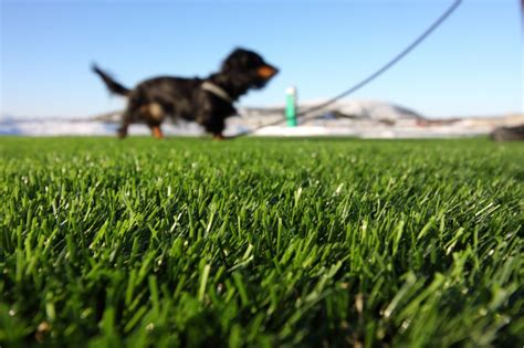 What Is Flo Rite Thru Technology Artificial Grass For Dogs Buy