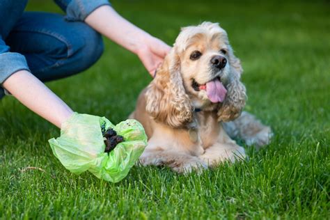 Cómo Interpretar La Caca De Tu Perro Para Saber Qué Le Ocurre Adios