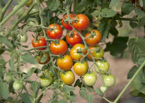 Tips For Growing Tasty Tomatoes Mississippi State University