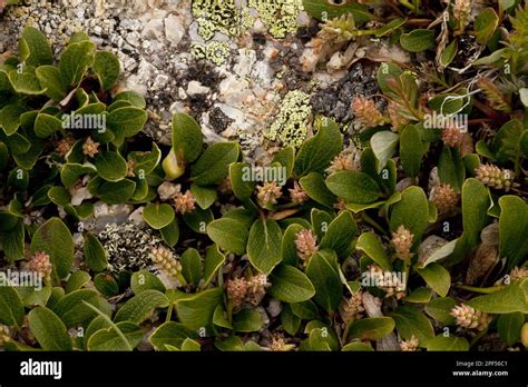 Net Leaved Willow American Form Leaves At High Altitude Independence