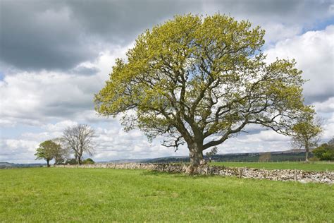 What Are Ash Trees Known For