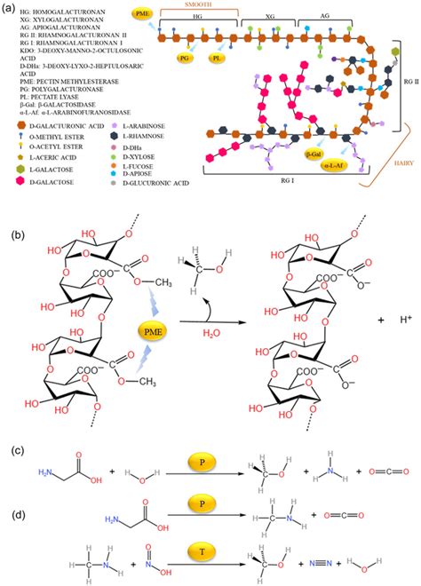 A Schematic Diagram Of Pectin Chain Structure And The Pectinase