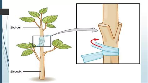 Grafting Methodspptx