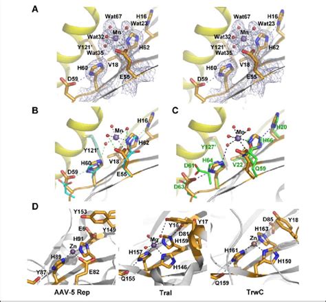A Close Up View Of A Metal Ion Binding By The Huh Motif A 2f O F C