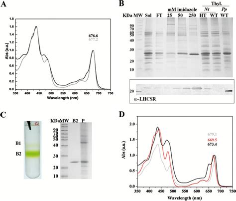 Pplhcsr1 His Tag Isolation And Biochemical Characterization A