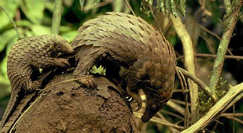 April 2013 Beloved Of Beasts