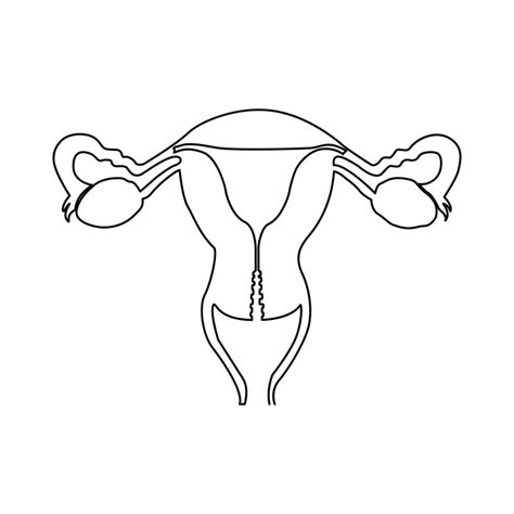 Uterus Diagram Black And White