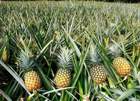 Where Do Pineapples Grow